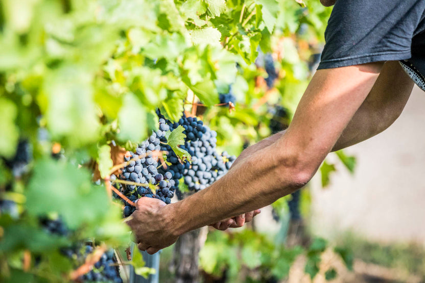 Rotweine – Weingut Graf von Weyher